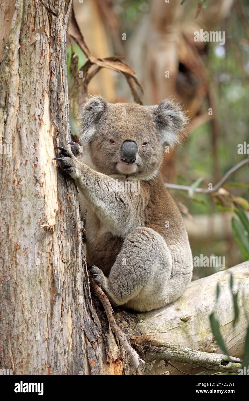 Koala (Phascolarctos cinereus), adult, tree, South Australia, Australia ...