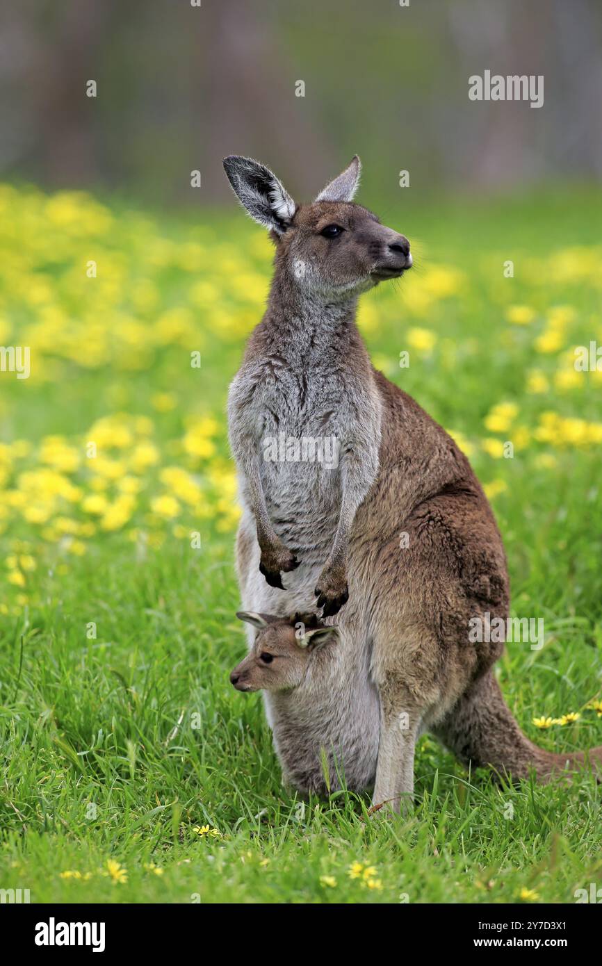 Kangaroo Island grey kangaroo (Macropus fuliginosus fuliginosus), adult ...