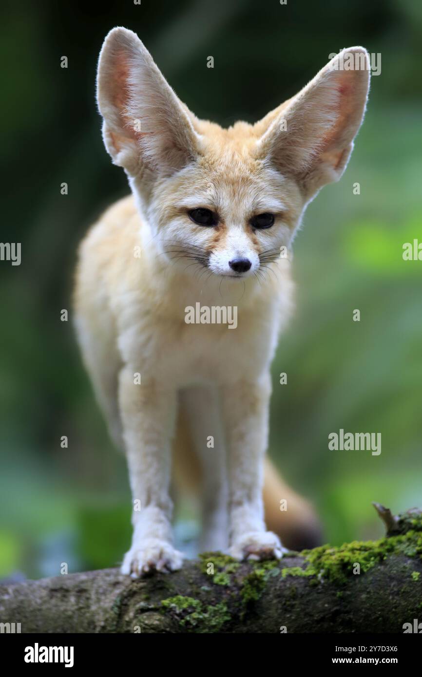 Fennec, desert fox (Vulpes zerda), adult, vigilant, North Africa ...