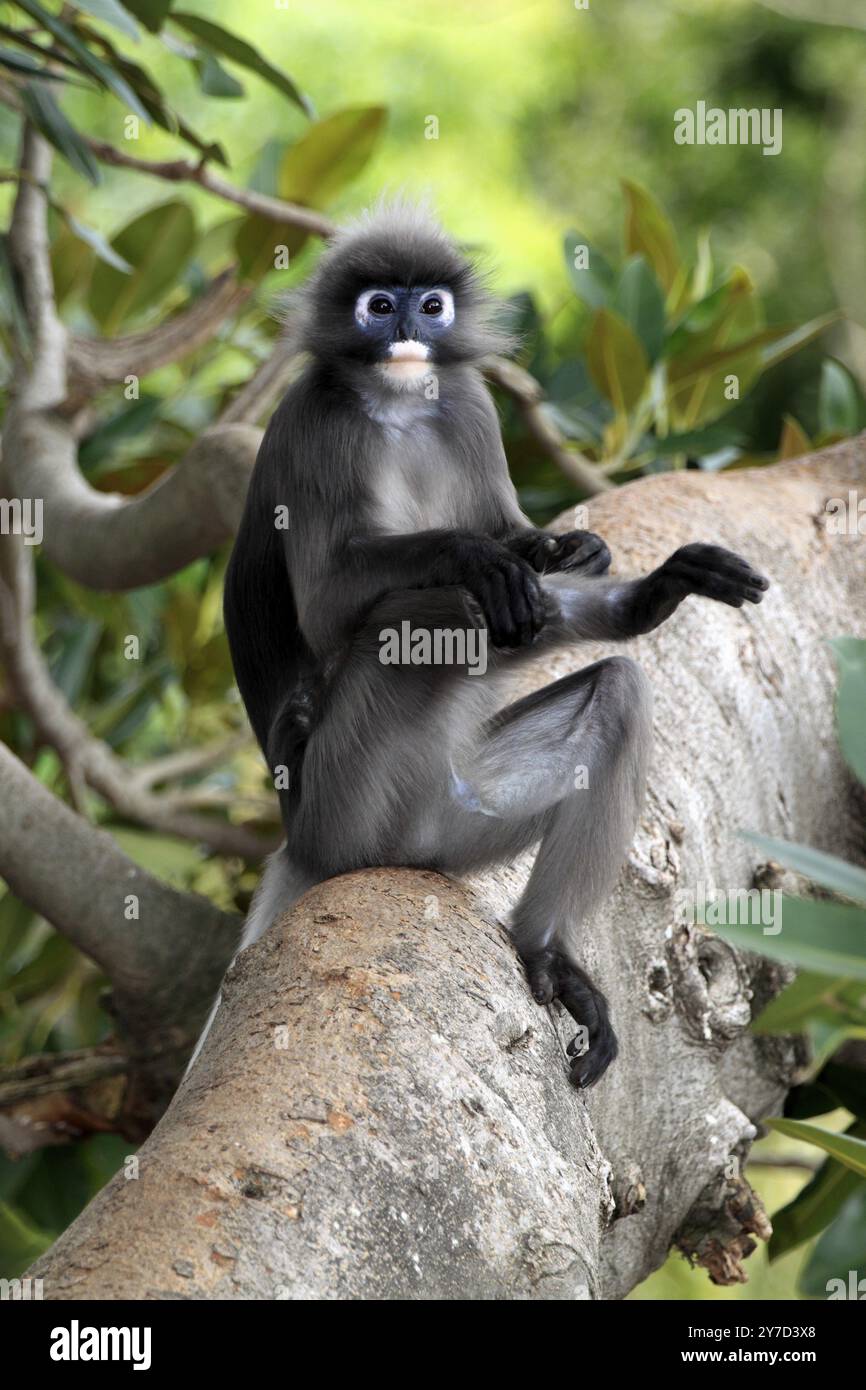 Spectacled langur (Trachypithecus obscurus), Asia, male, adult, tree ...