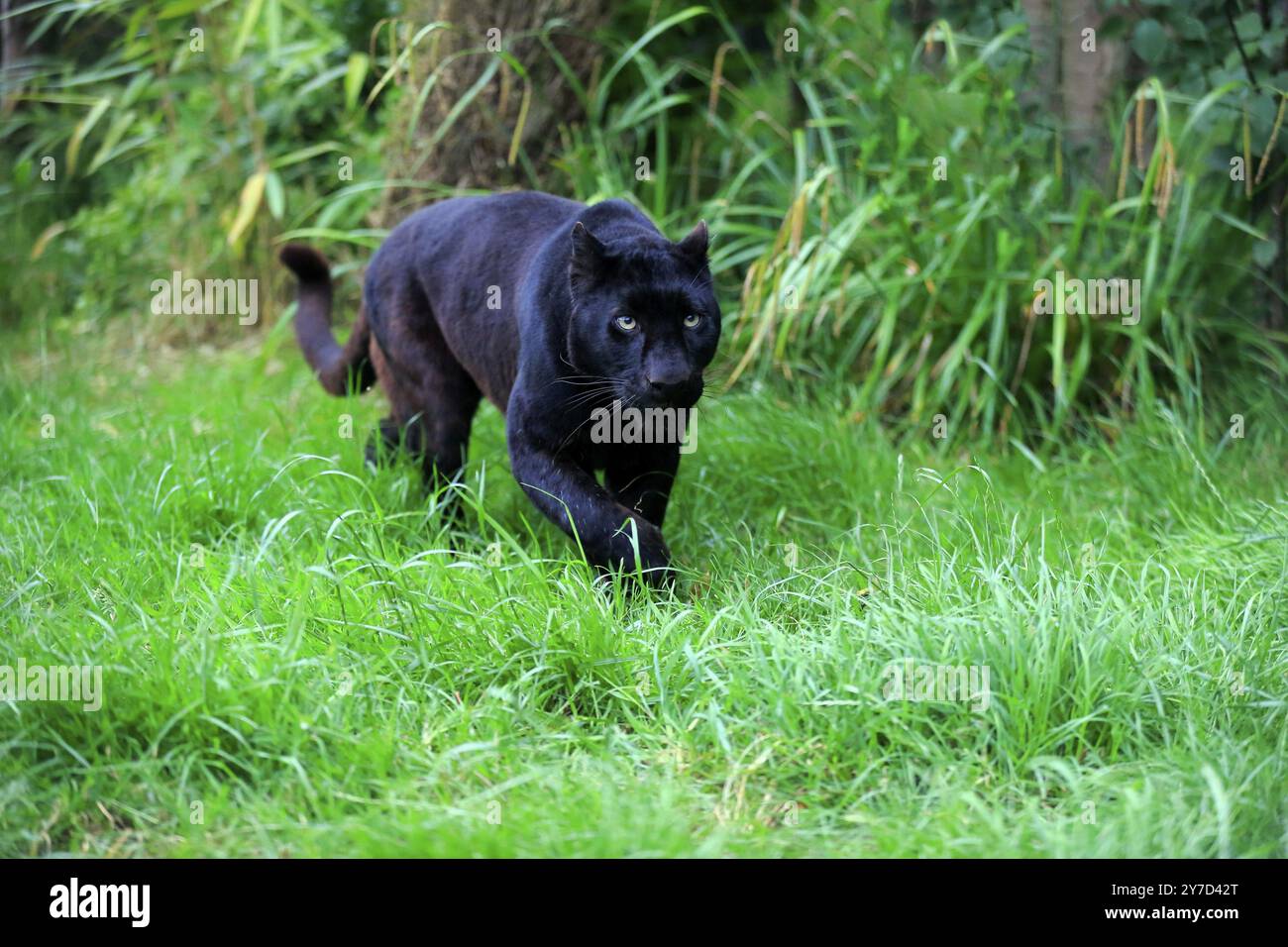 Leopard, Black panther (Panthera pardus), adult, stalking Stock Photo ...