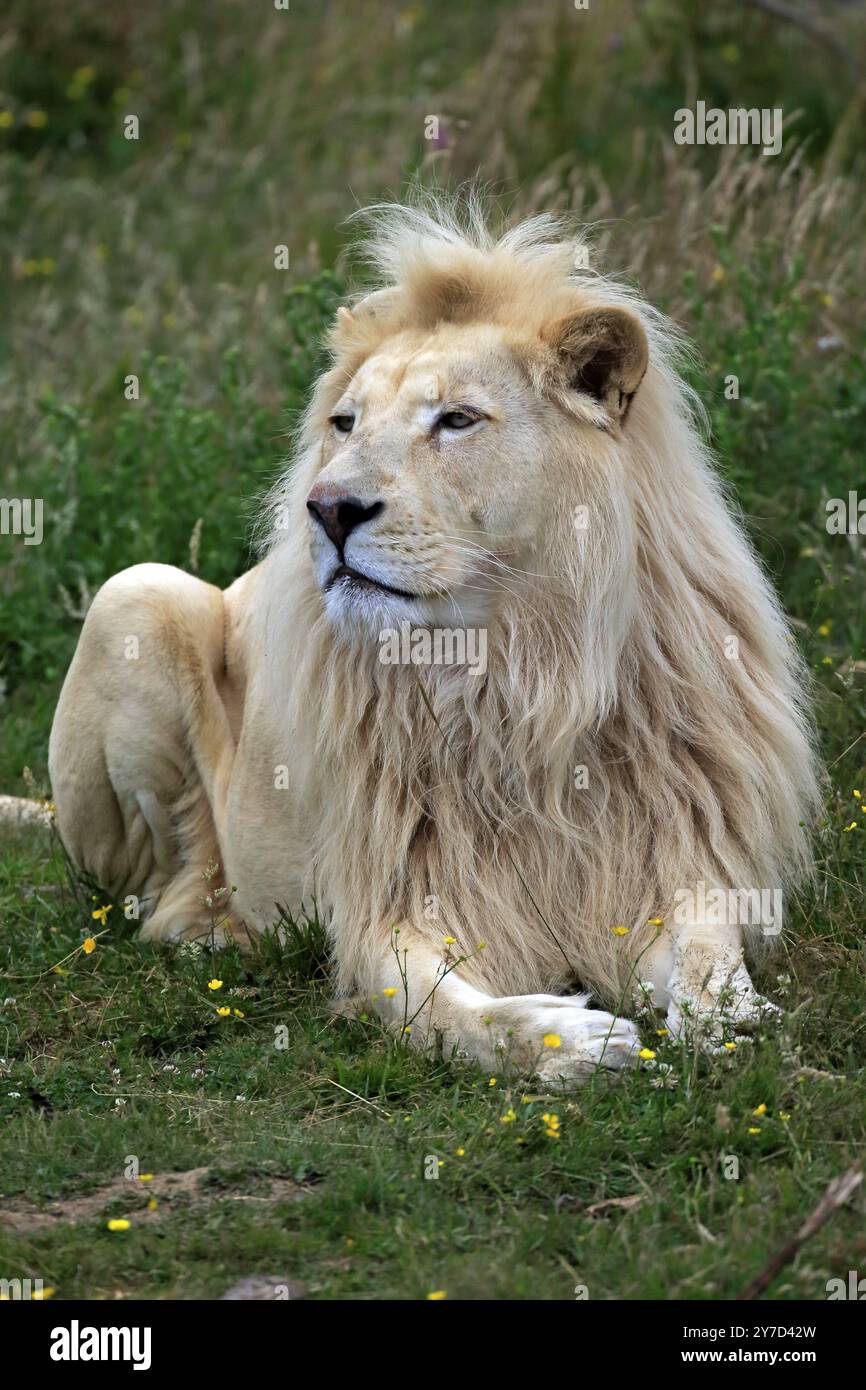 Lion, white form (Panthera leo), adult male, captive Stock Photo - Alamy