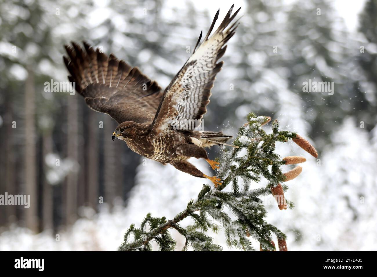 Common buzzard flies up hi-res stock photography and images - Alamy