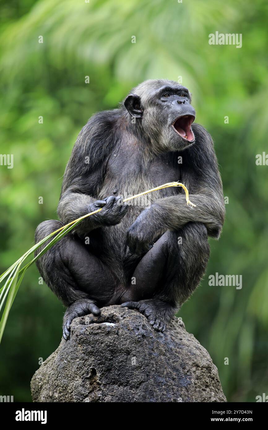 Chimpanzee (Pan troglodytes troglodytes), adult female, used, calling ...
