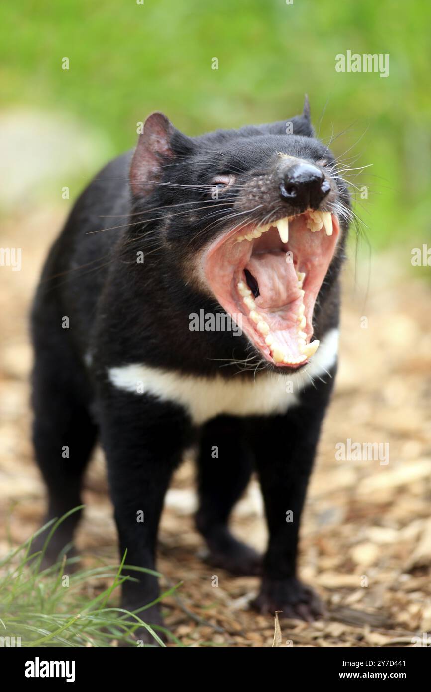 Mammalia mammals mammal marsupial mammals marsupial mammal metatheria ...