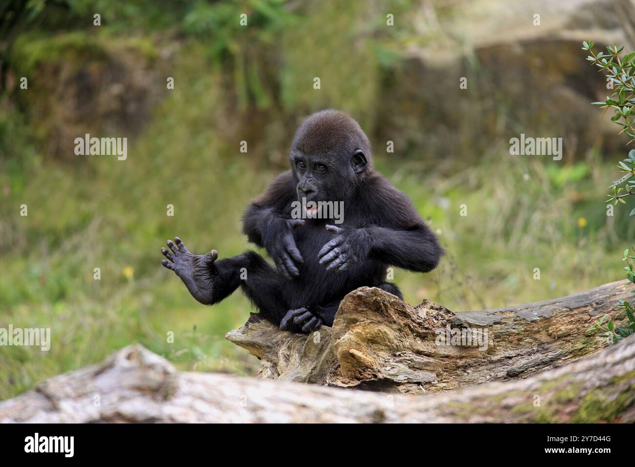 Western gorilla (Gorilla gorilla), young animal, imposing behaviour ...