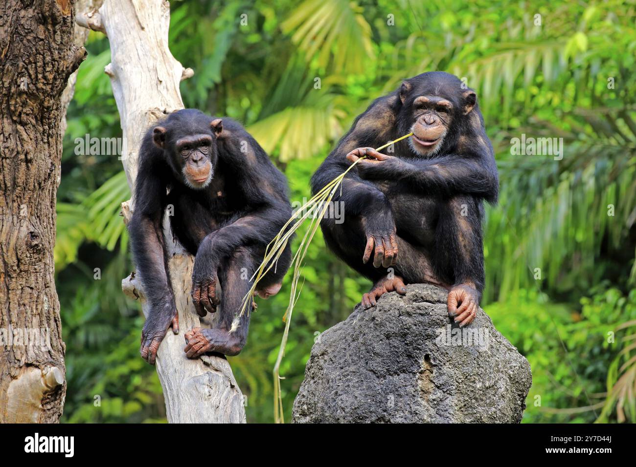Chimpanzee (Pan troglodytes troglodytes), adult, two, used, tool ...