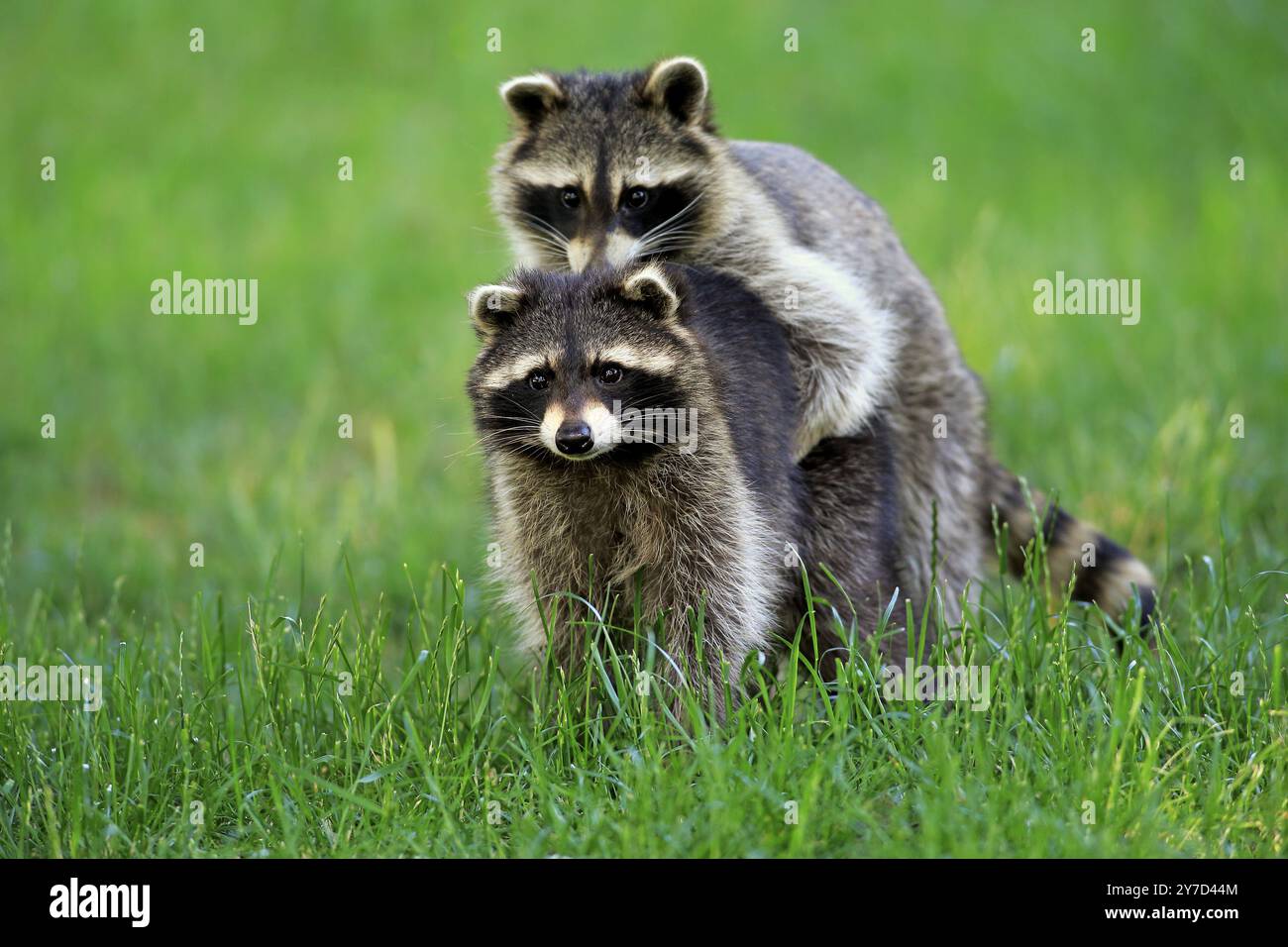 North American raccoon (Procyon lotor), adult, social behaviour, two ...