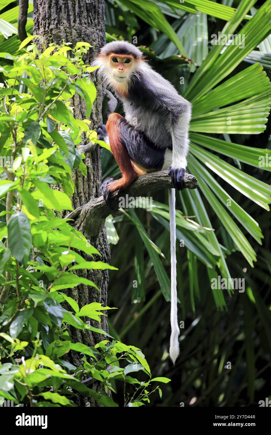 Red legged dress monkey hi-res stock photography and images - Alamy