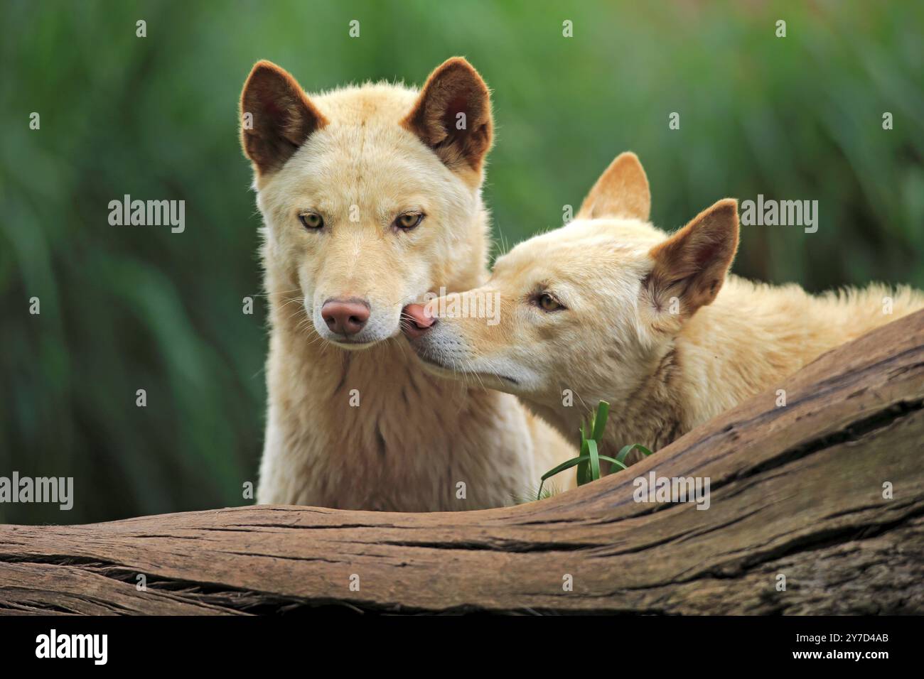Dingo (Canis lupus dingo), pair, two animals, social behaviour ...