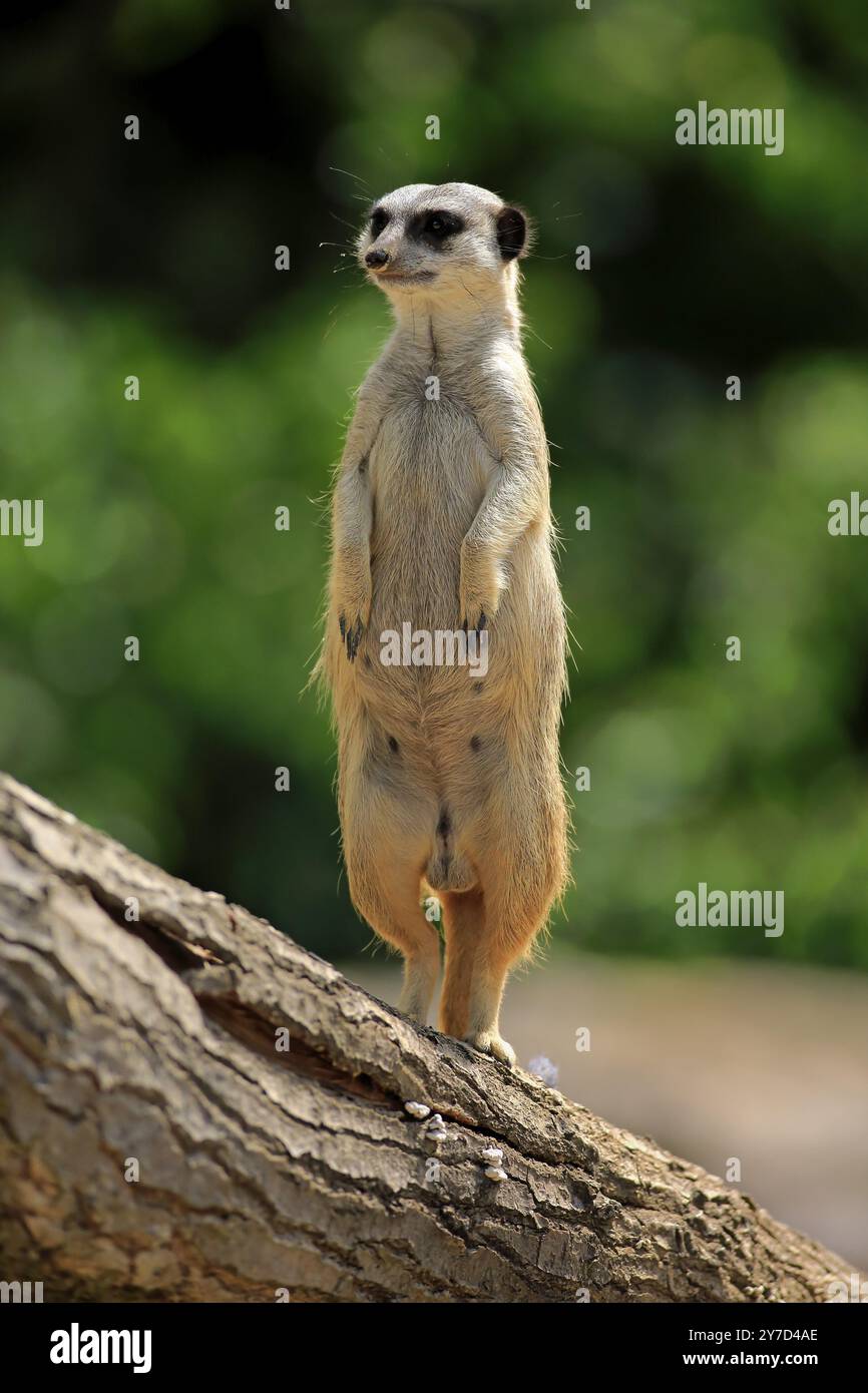 Meerkat (Suricata suricatta), adult, alert, male, standing upright ...