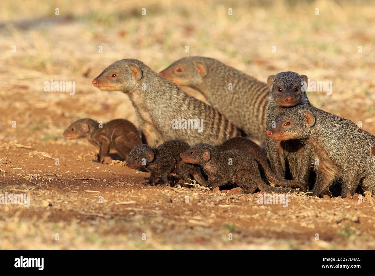 Zebra mongoose (Mungo mongoose), family with young, group, adult, at ...
