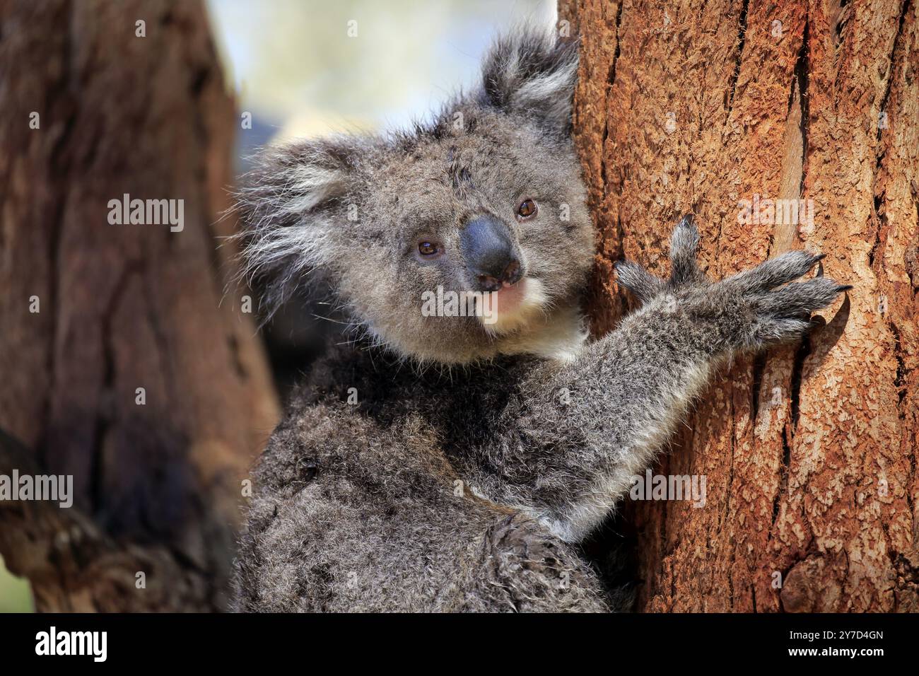 Koala (Phascolarctos cinereus), subadult, half-grown juvenile, portrait ...