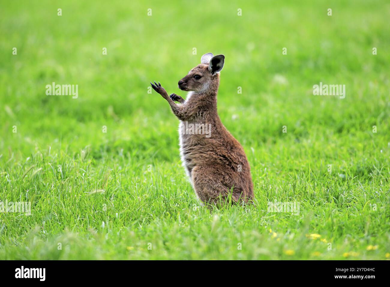 Kangaroo Island grey kangaroo (Macropus fuliginosus fuliginosus), young ...