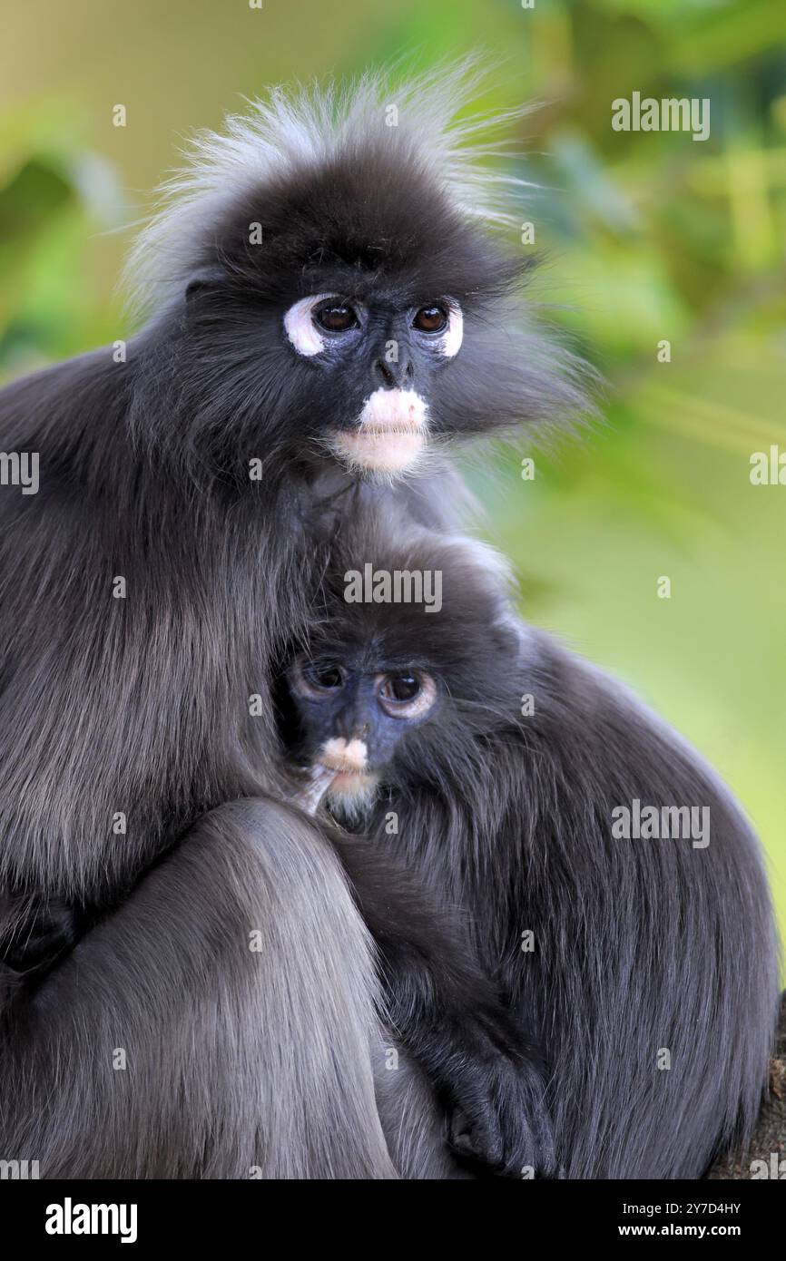 Dusky leaf monkey (Trachypithecus obscurus), mother with young on tree ...