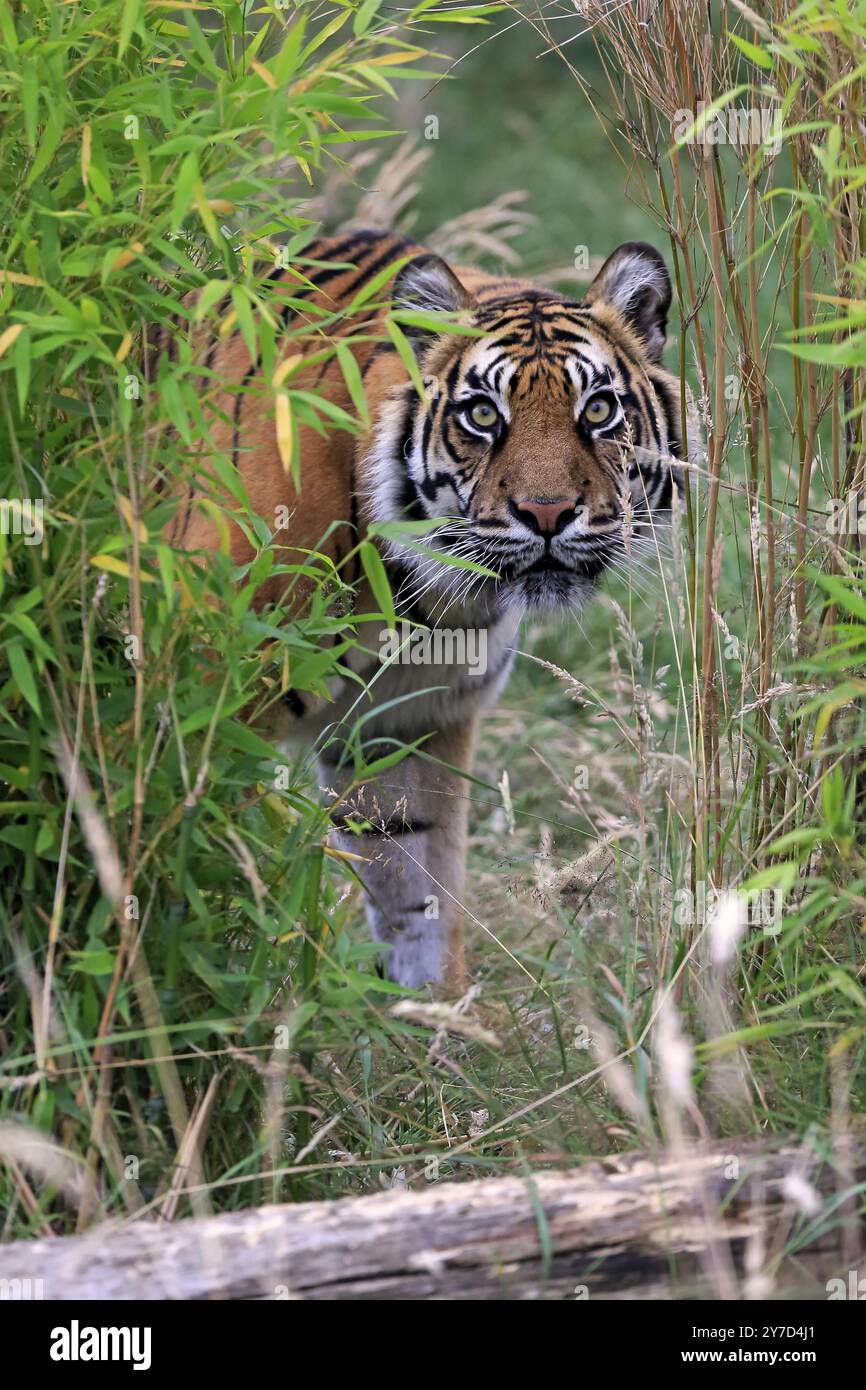 Sumatran tiger (Panthera tigris sumatrae), adult, alert, portrait Stock ...
