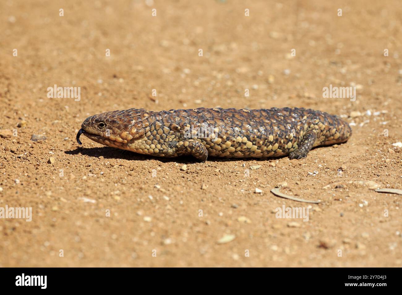 Pine cone lizard, pine cone skink, Sturt lizard (Tiliqua rugosa), adult ...
