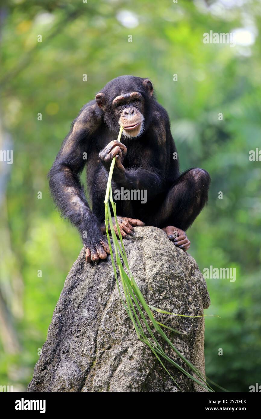 Chimpanzee (Pan troglodytes troglodytes), adult female, used, tool ...