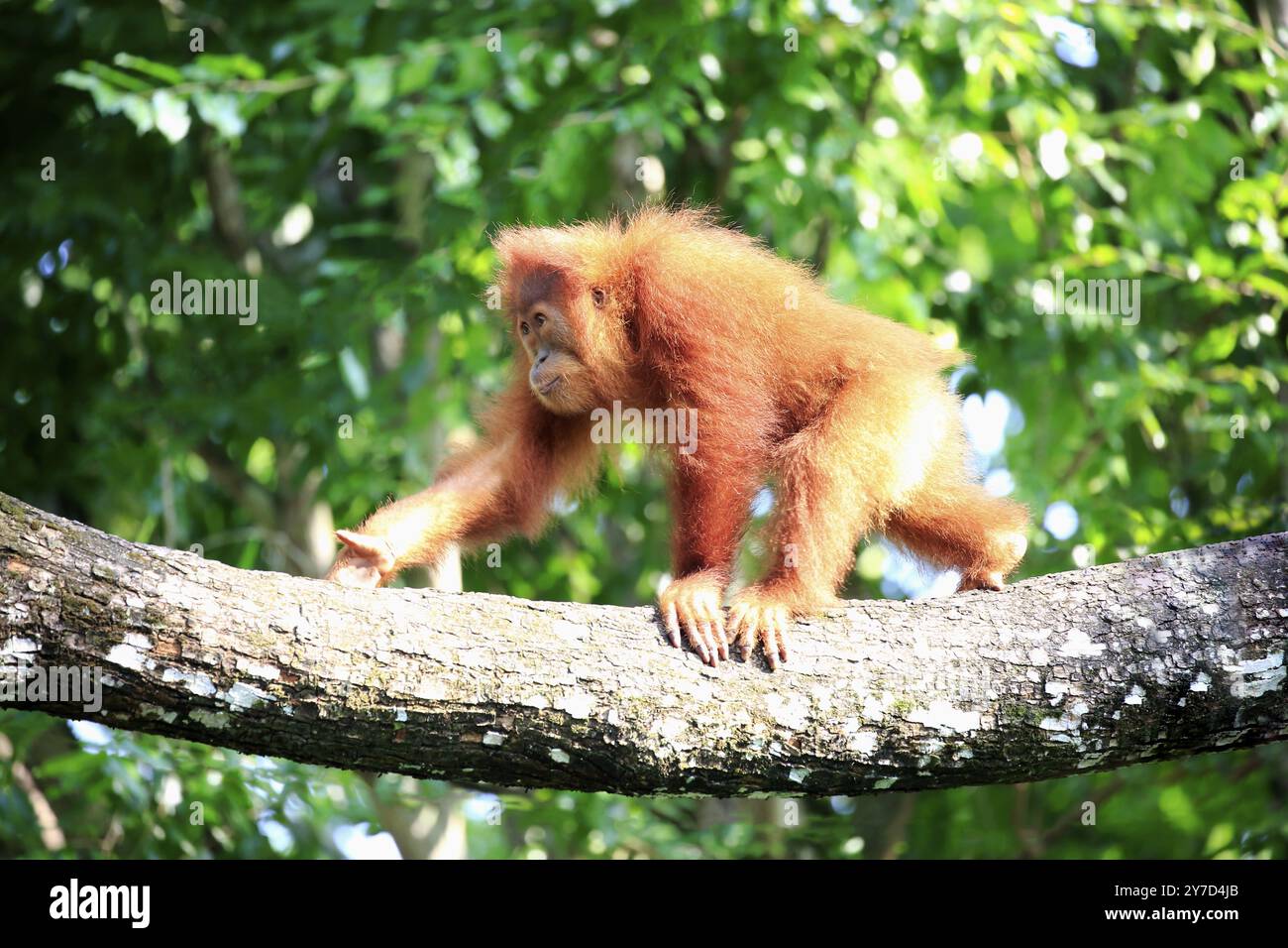 Bornean orangutan (Pongo pygmaeus), young animal, climbing a tree ...