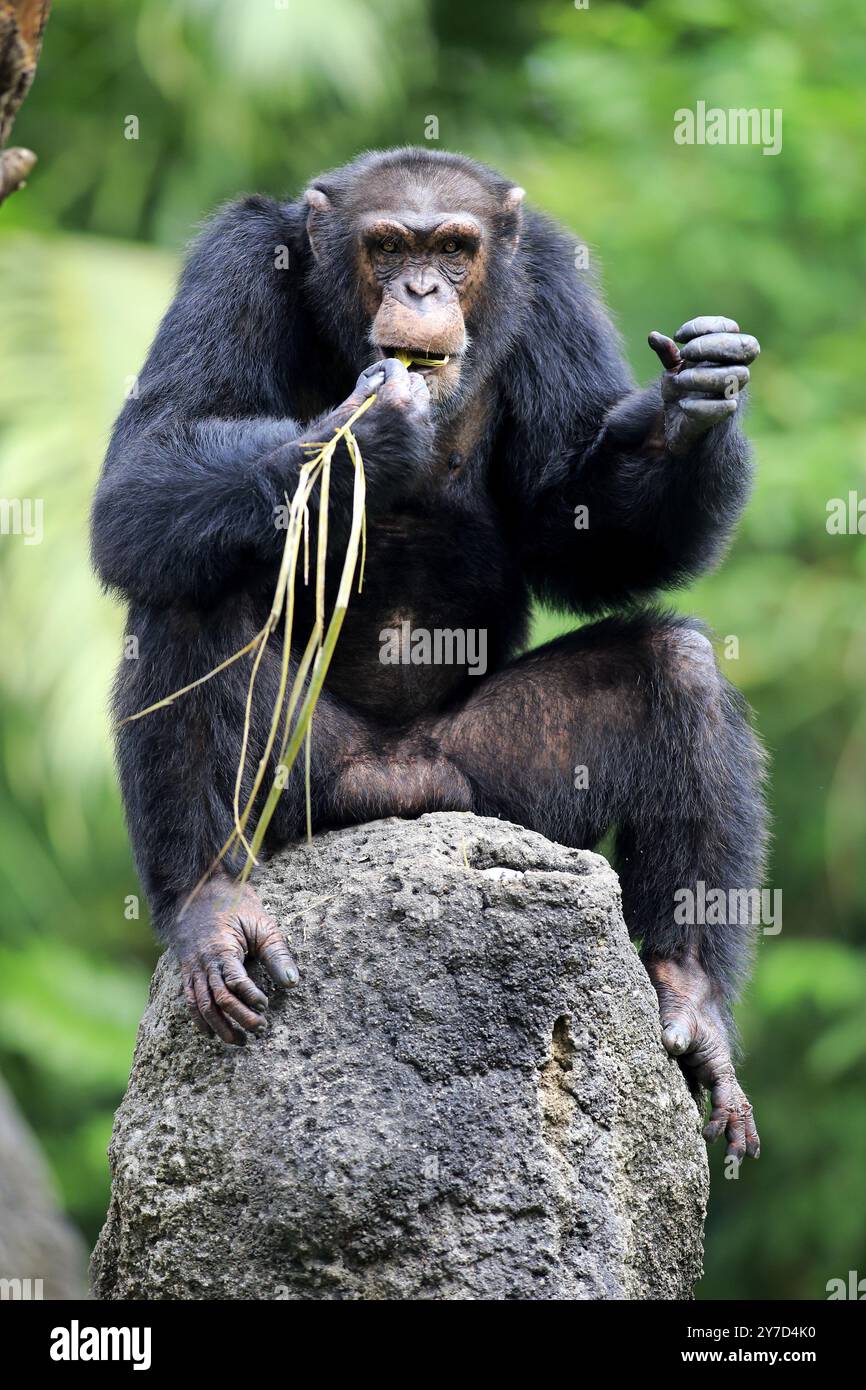Chimpanzee (Pan troglodytes troglodytes), adult male, used, tool ...