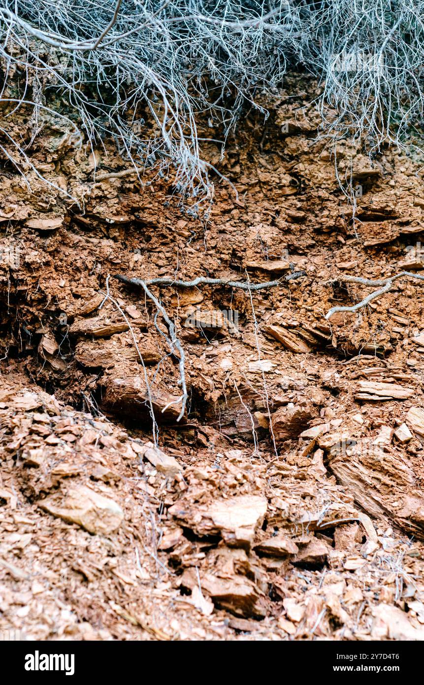 Exposed layers of textured mountainous soil with visible tree roots ...