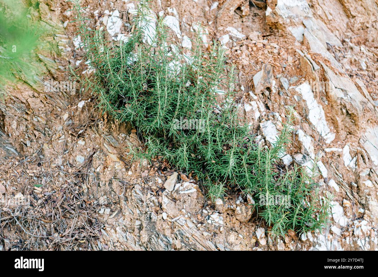 A wild rosemary bush growing in rocky mountain soil Stock Photo - Alamy