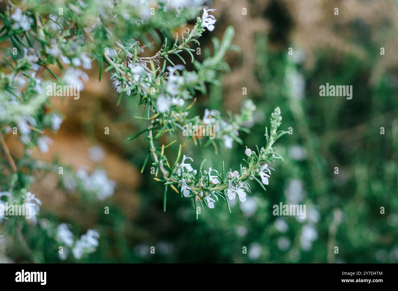 Close up thriving rosemary hi-res stock photography and images - Alamy