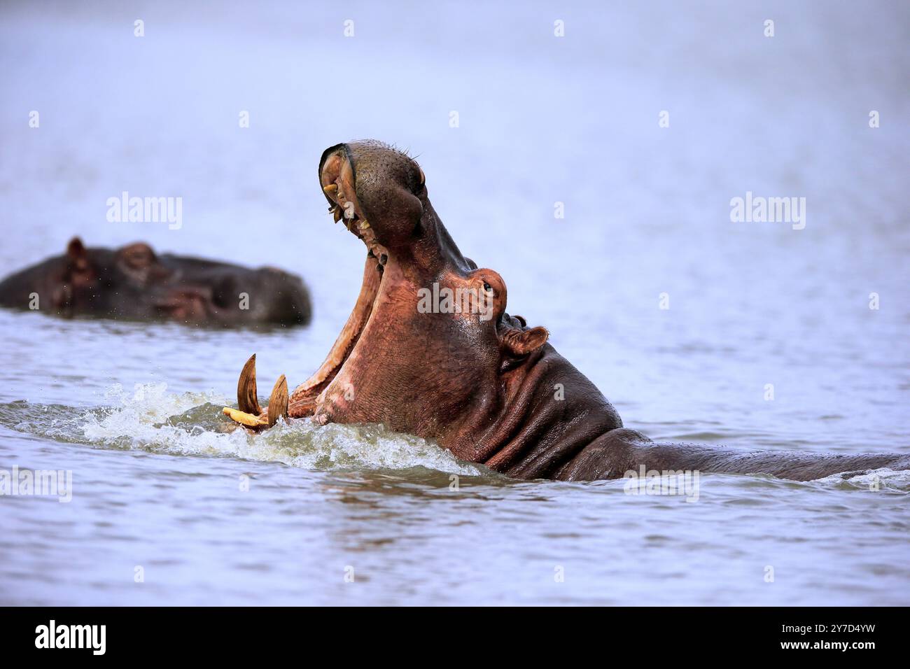 Hippopotamus (Hippopatamus amphibius), adult, in water, threatening ...