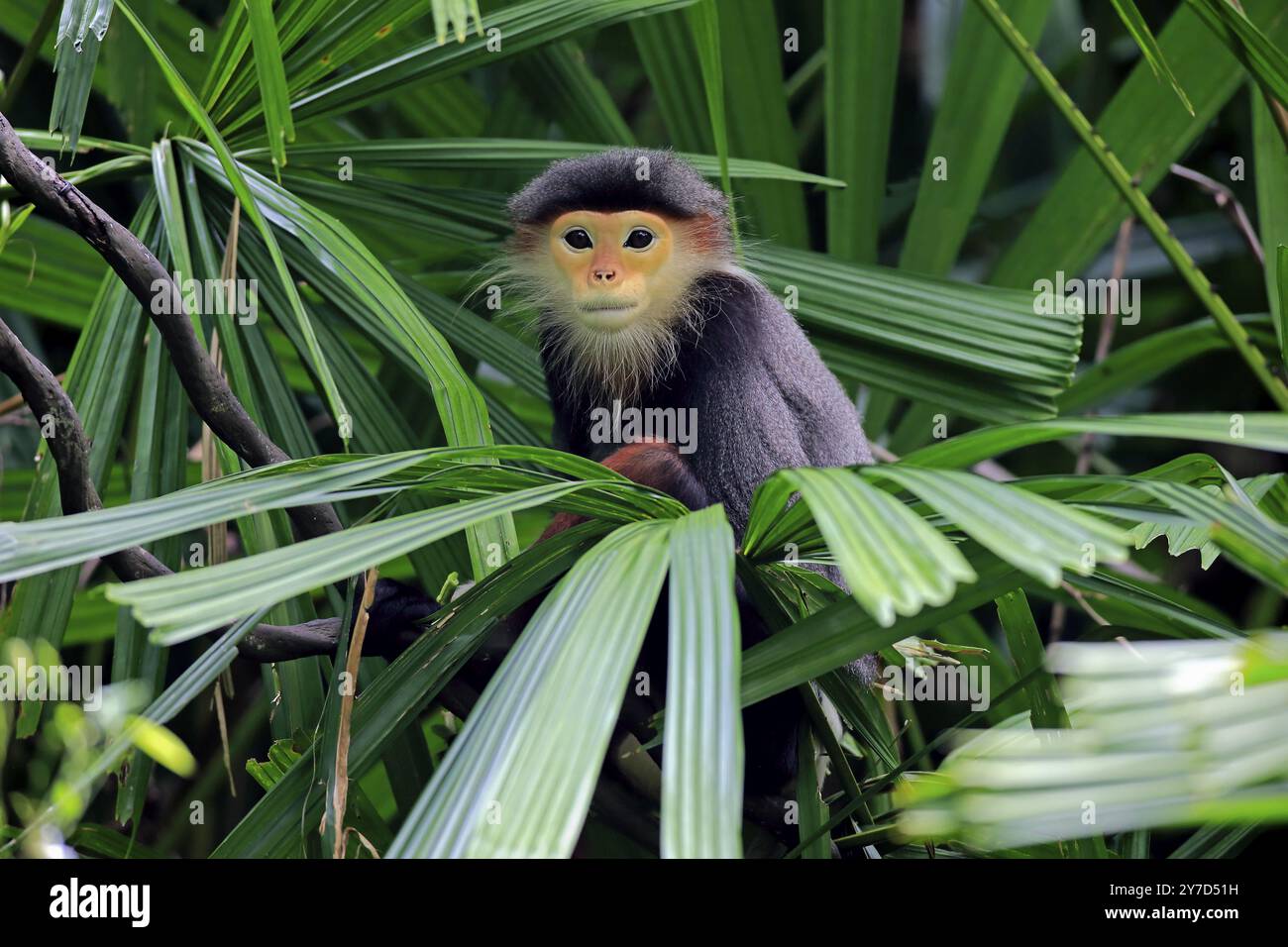Red-shanked monkey (Pygathrix nemaeus), adult, on tree Stock Photo - Alamy