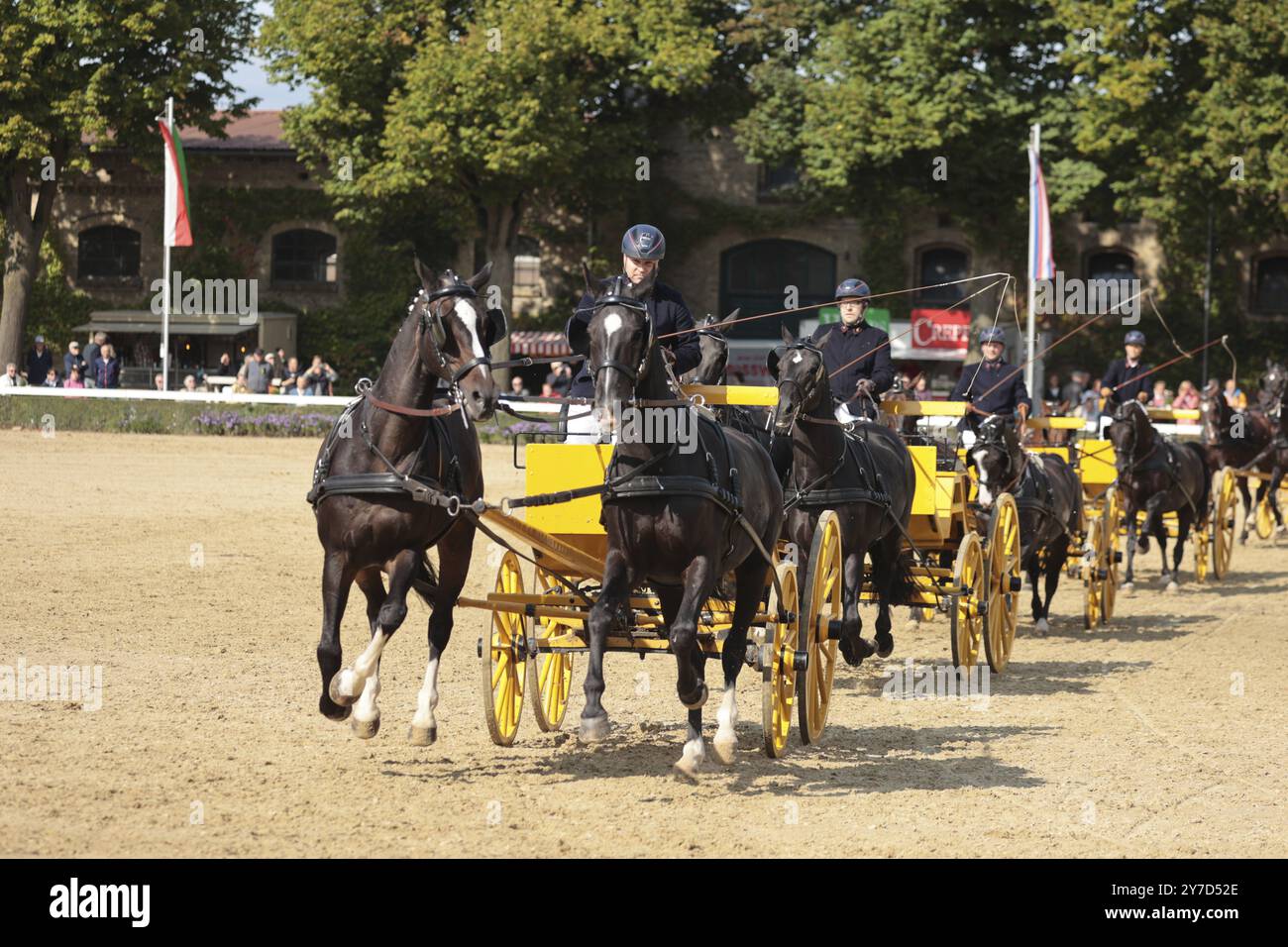 Warendorf State Stud, stallion parade, two-stallion quadrille Stock ...