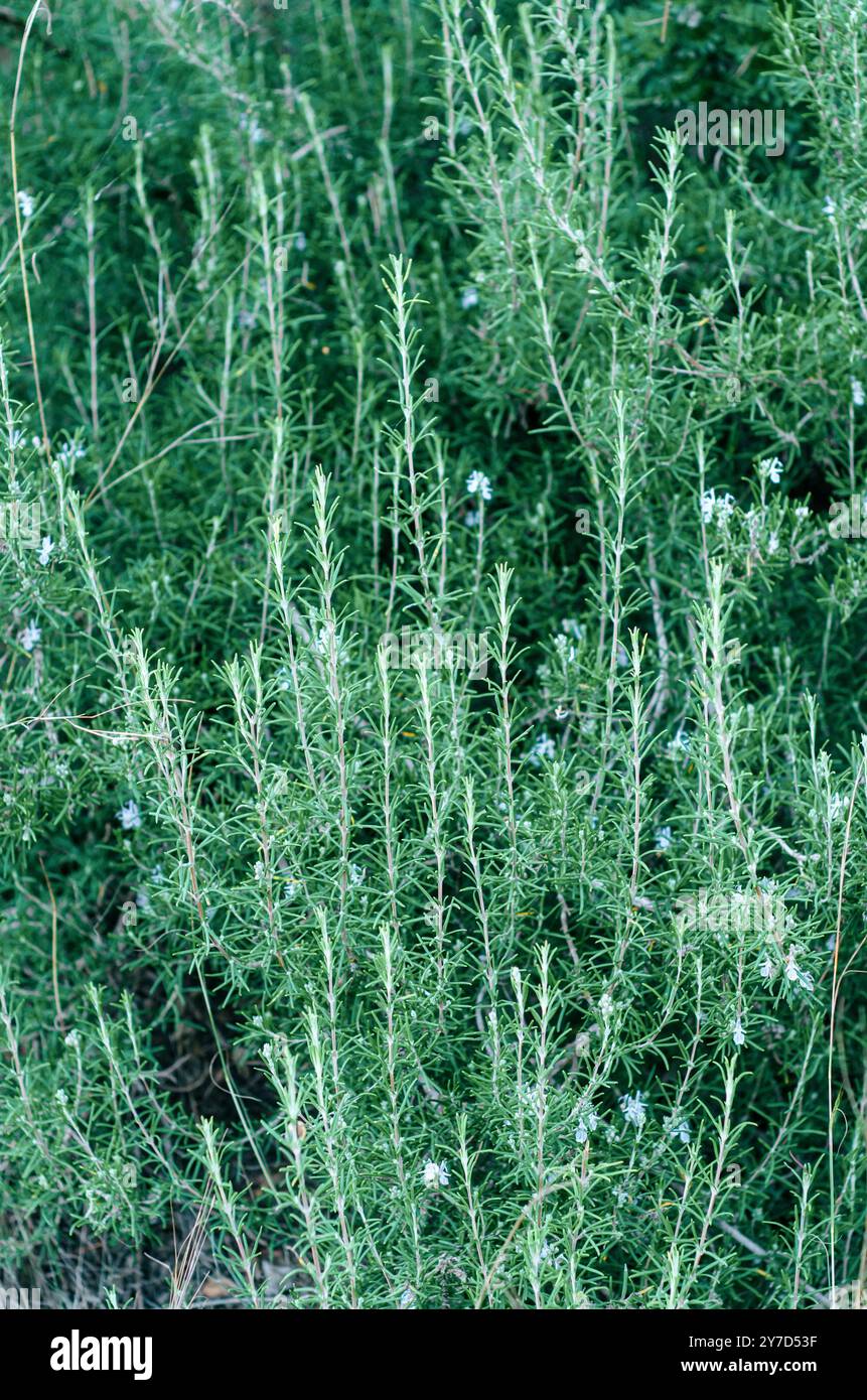 Dense patch of foliage hi-res stock photography and images - Alamy