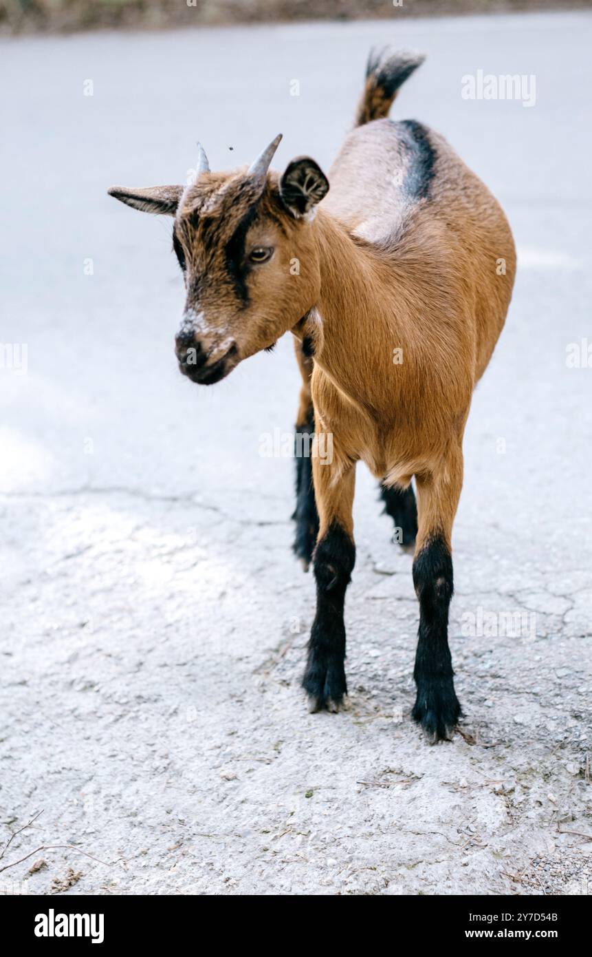 Curious gaze of a baby goat in a charming portrait Stock Photo - Alamy