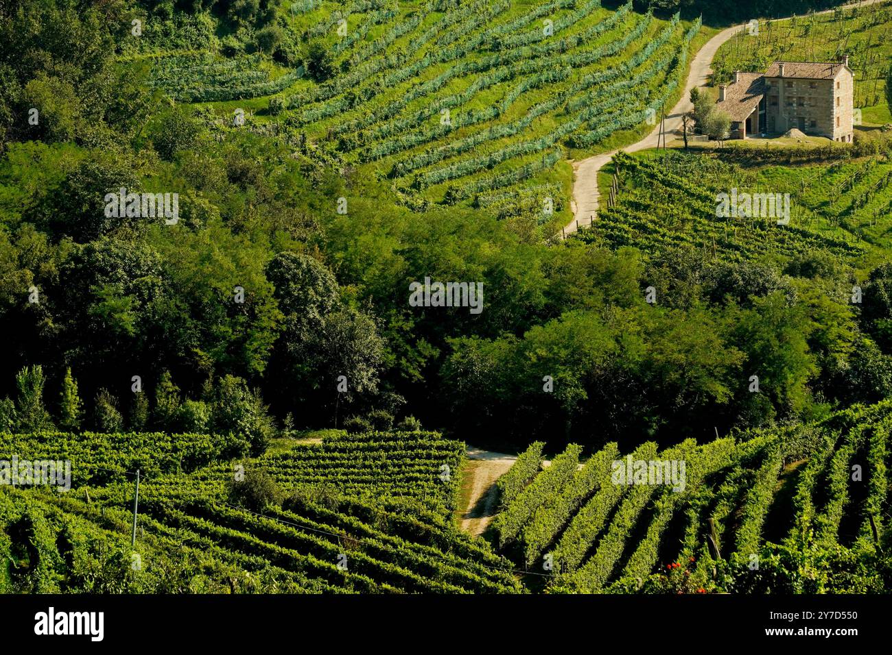 The Prosecco vineyards in the Valdobbiadene region in the province of ...