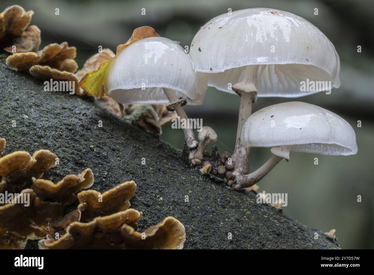 Ringed beech slime moulds (Oudemansiella mucida) and oak layer fungi ...