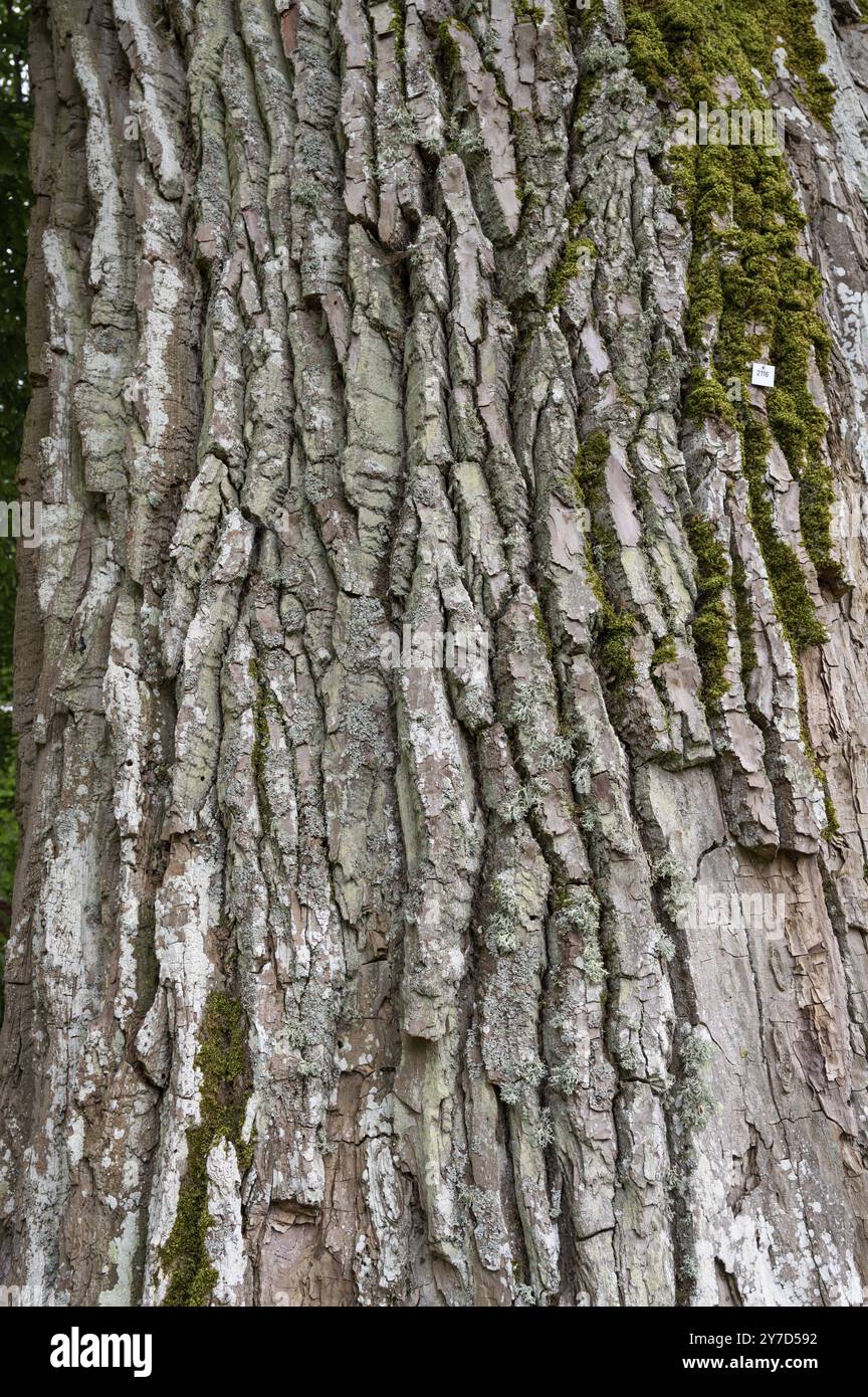 Populus nigra tree bark hi-res stock photography and images - Alamy