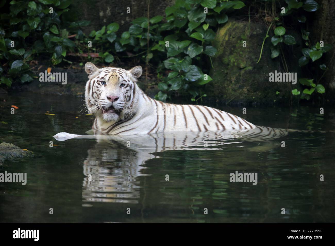 Bengal tiger, Indian tiger (Panthera tigris tigris), adult in water ...