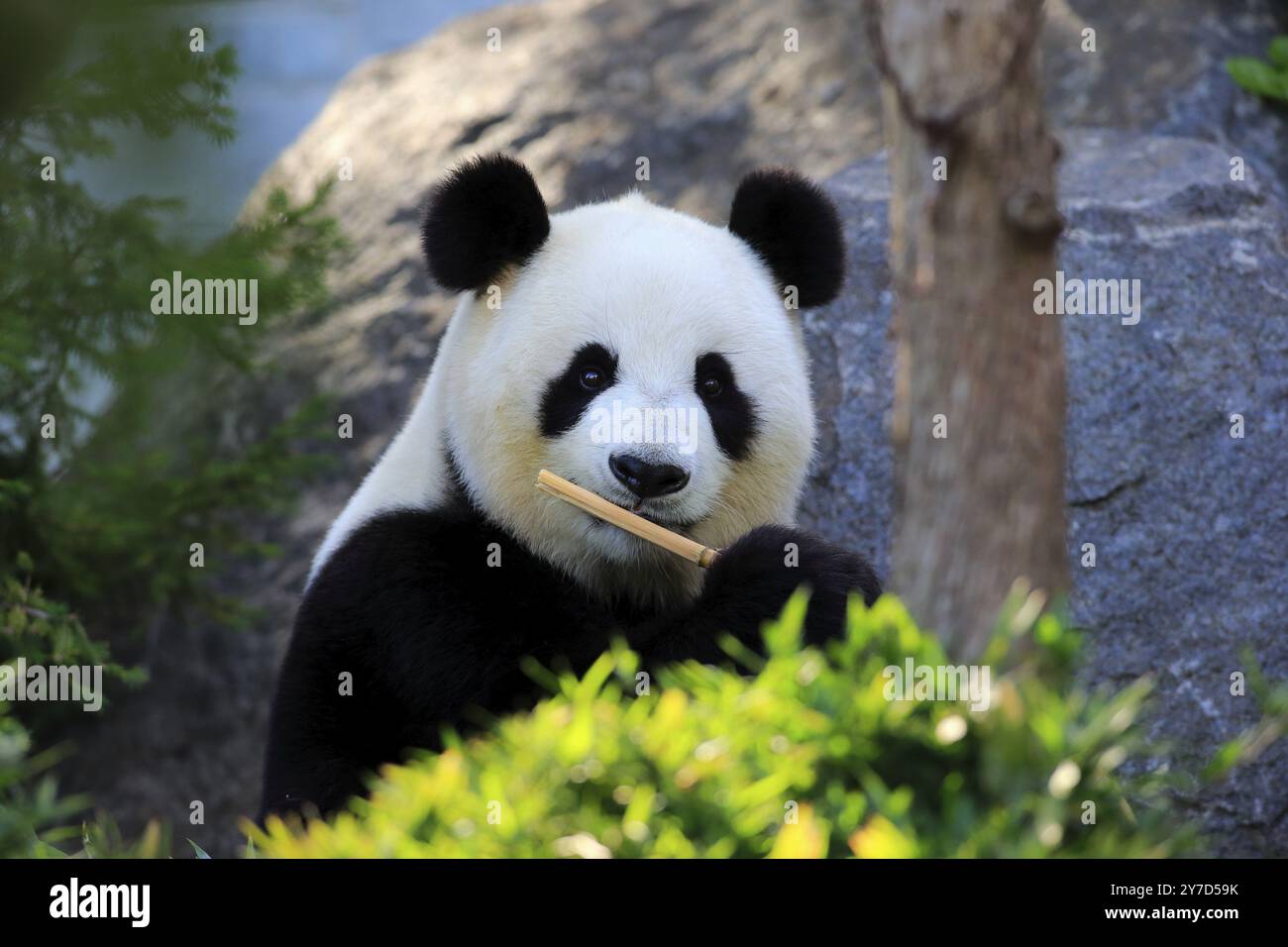 Giant Panda (Ailuropoda melanoleuca), adult feeding, Adelaide, South Australia, Australia ...
