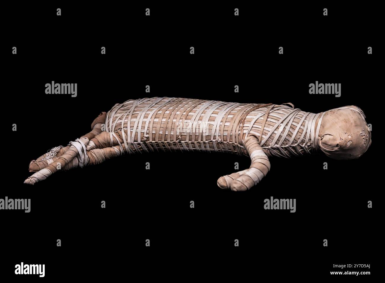 Mummified cat from the Ptolemaic period from the exhibition: Ramses the ...