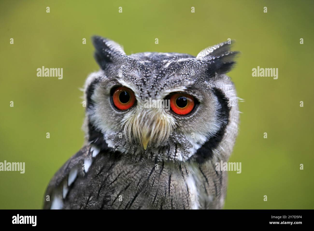 Southern tufted owl (Ptilopsis granti), adult portrait Stock Photo - Alamy