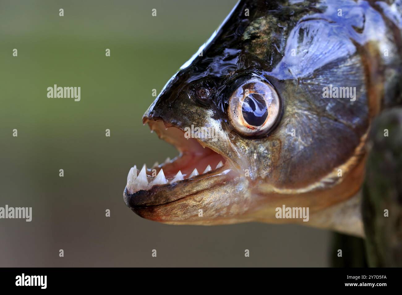 Piranha (Pygocentrus nattereri), adult, portrait, showing teeth ...