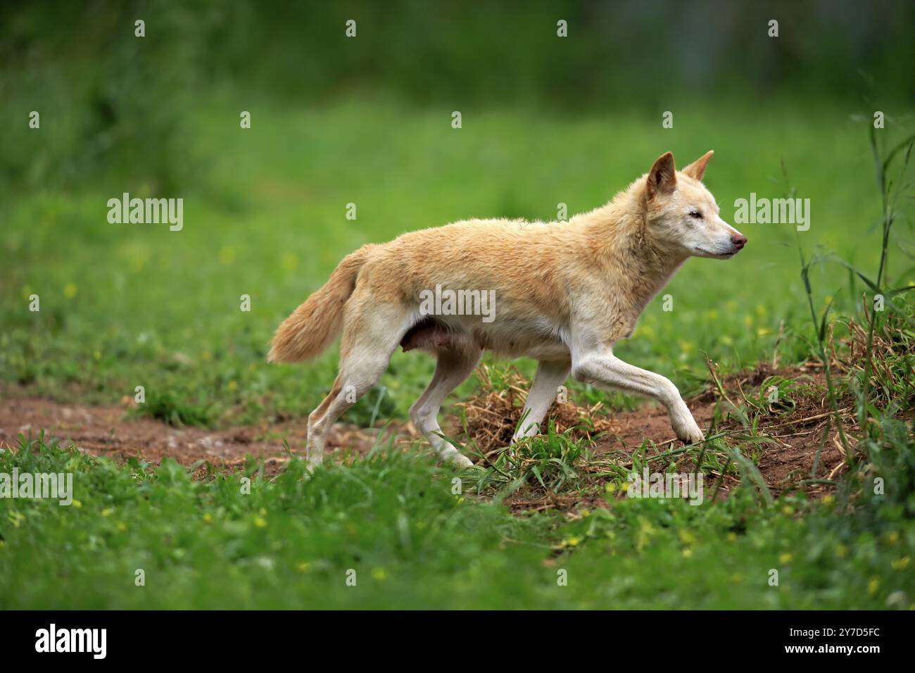 Dingo (Canis lupus dingo), adult, running, Australia, Oceania Stock ...