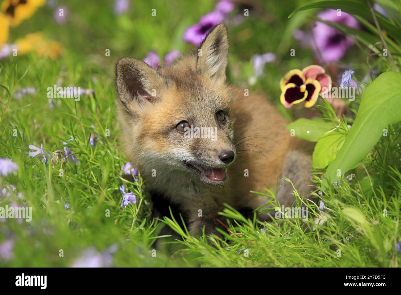 Red fox (Vulpes vulpes), young animal, meadow, flower, ten weeks old ...