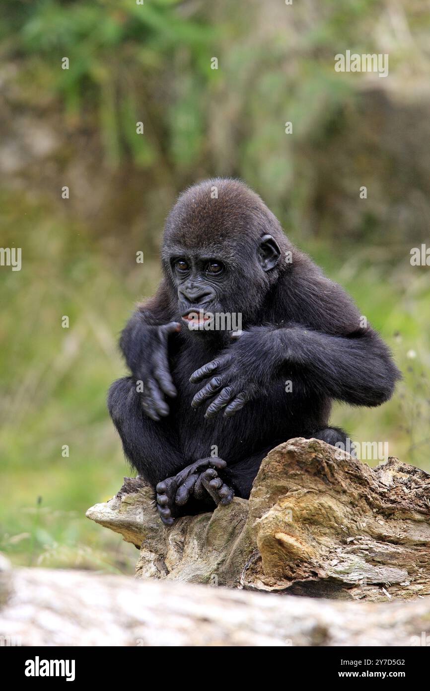 Western gorilla (Gorilla gorilla), Africa, young animal, imposing ...