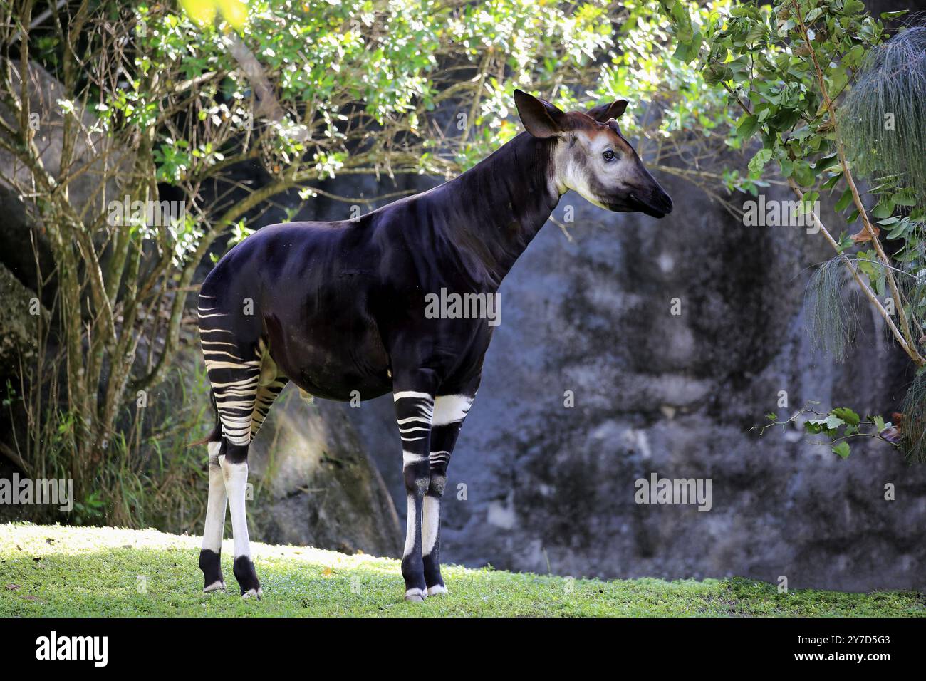 Okapi (Okapia johnstoni), adult alert, Africa, captive Stock Photo - Alamy