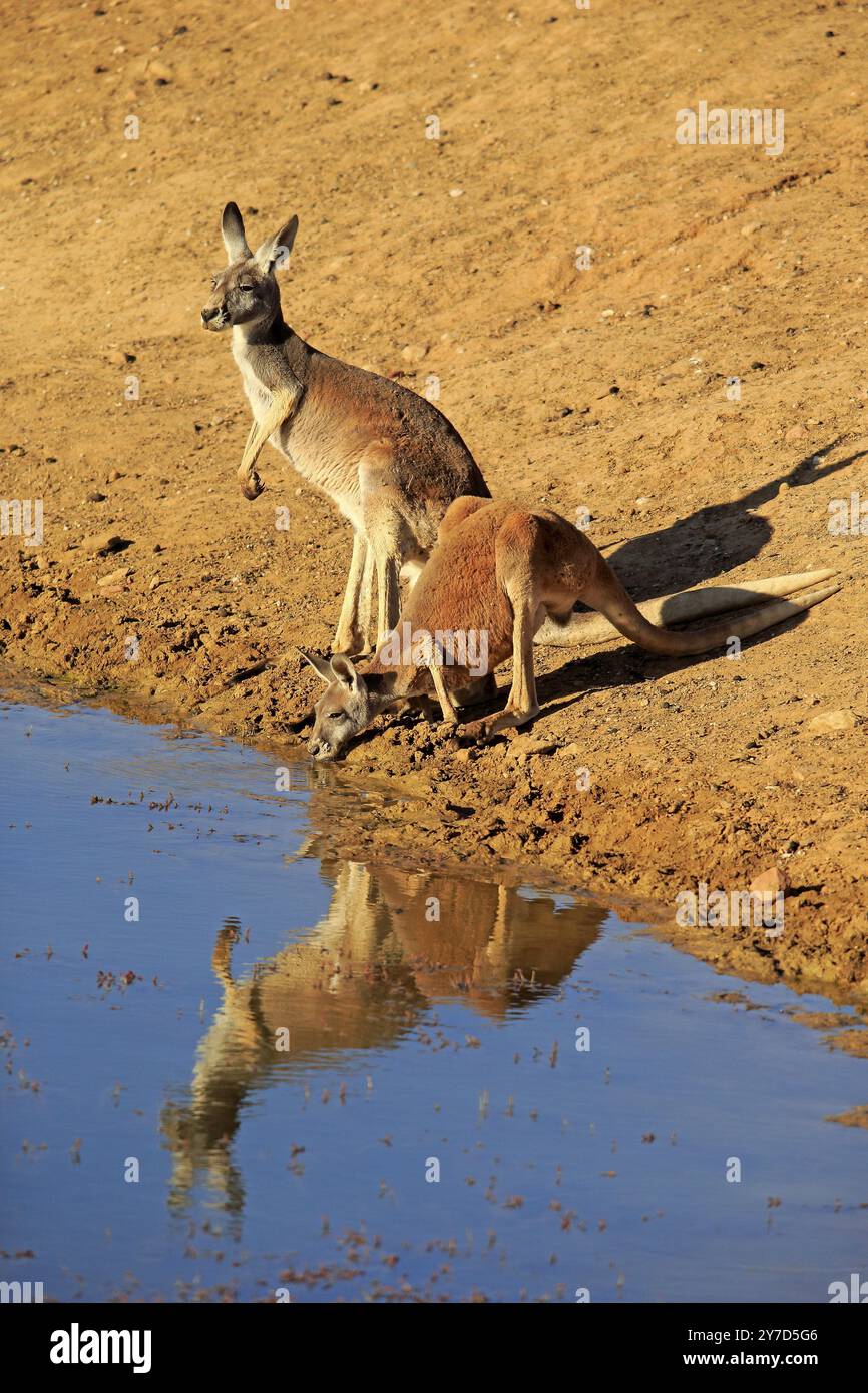 Red kangaroo (Macropus rufus), male, female, pair, drinking at water ...