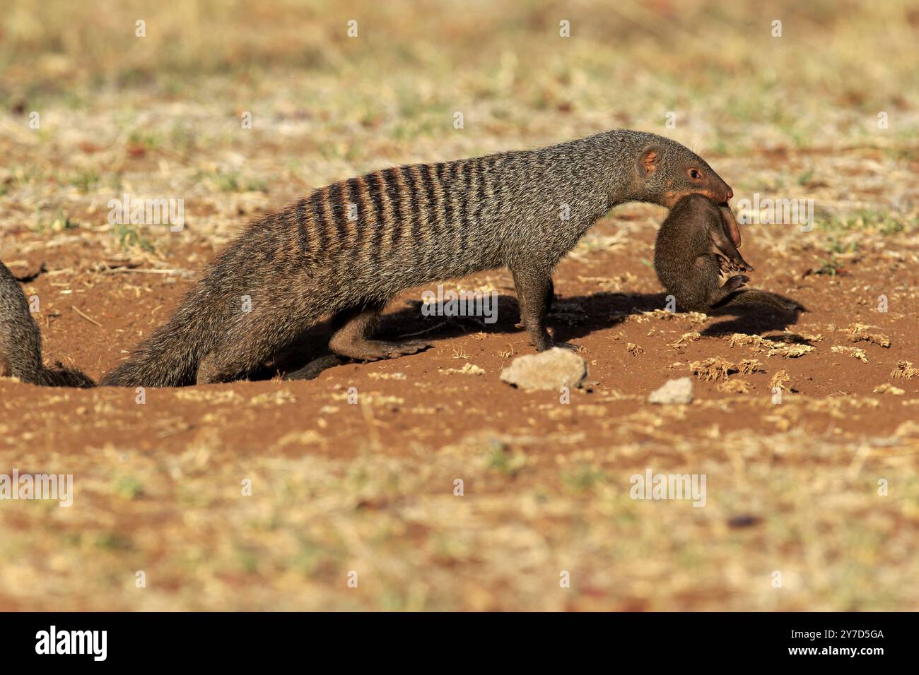 Zebra mongoose (Mungos mungo), adult with young, neck bite, mother ...