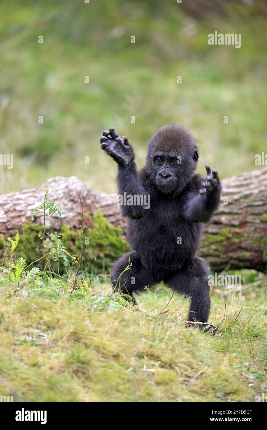 Western gorilla (Gorilla gorilla), Africa, young animal, imposing ...
