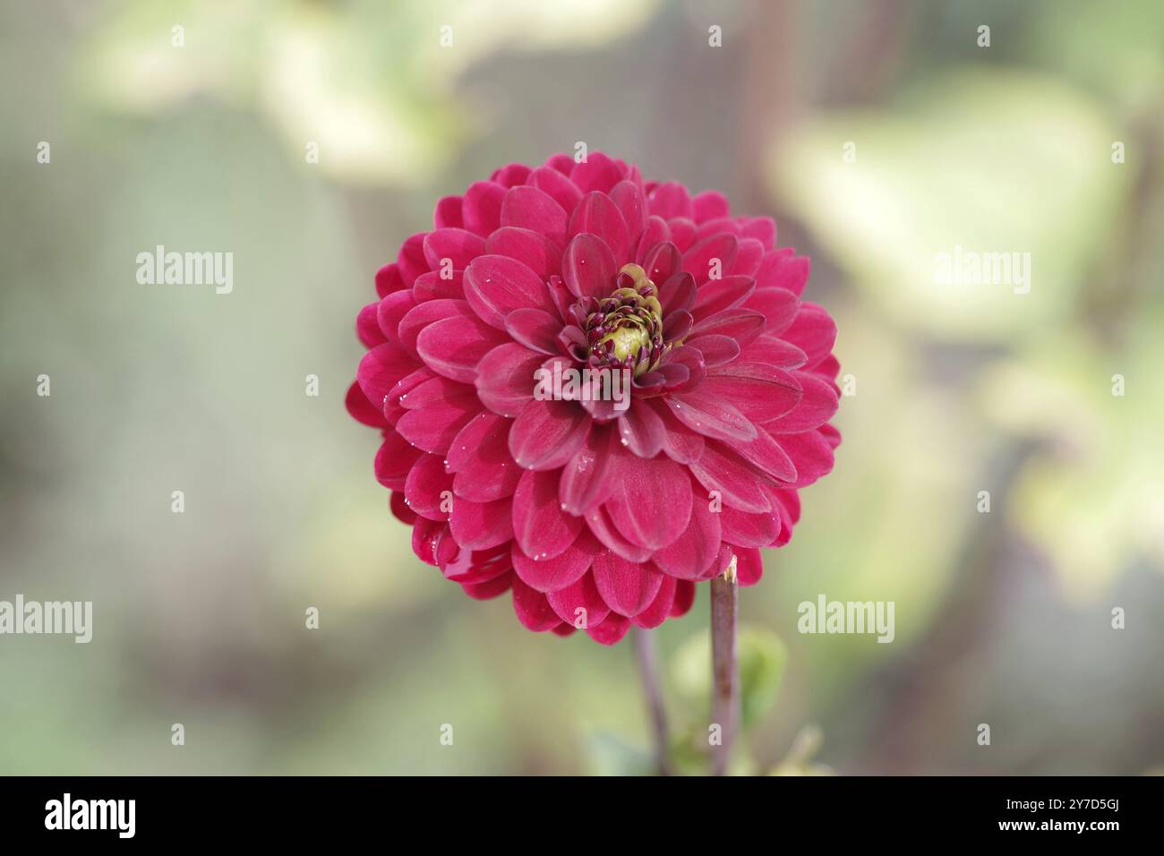 Dahlias (Dahlia), Flower, red, Macro, The blossom of a red dahlia with ...