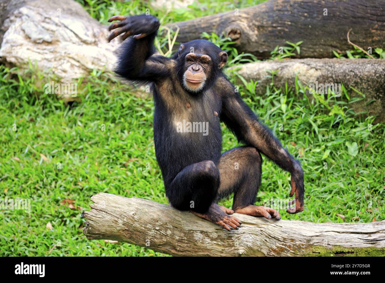 Chimpanzee (Pan troglodytes troglodytes), subadult, half-grown ...