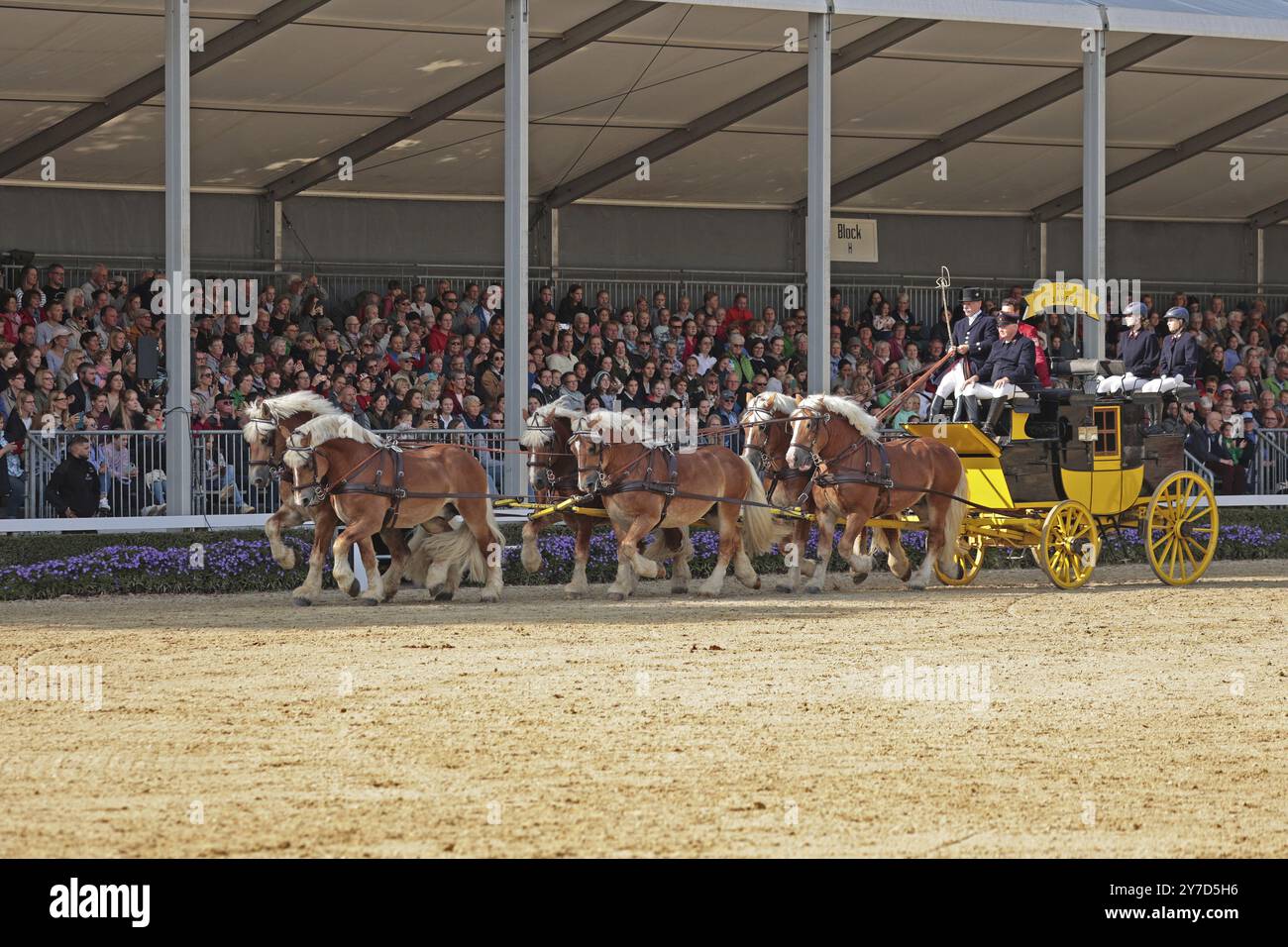 Warendorf State Stud, stallion parade, train of six, stagecoach Stock ...